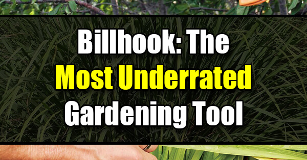 Billhook: The Most Underrated Gardening Tool - Golly Gee Gardening