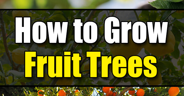 Growing Fruit Trees 101: The Basics - Golly Gee Gardening