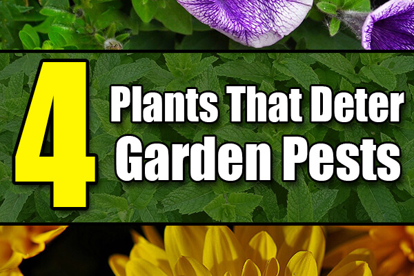 4 Garden Plants That Deter Pests of All Kinds - Golly Gee Gardening