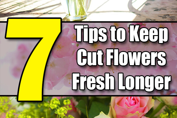 7 Tips to Keep Cut Flowers Fresh Longer - Golly Gee Gardening
